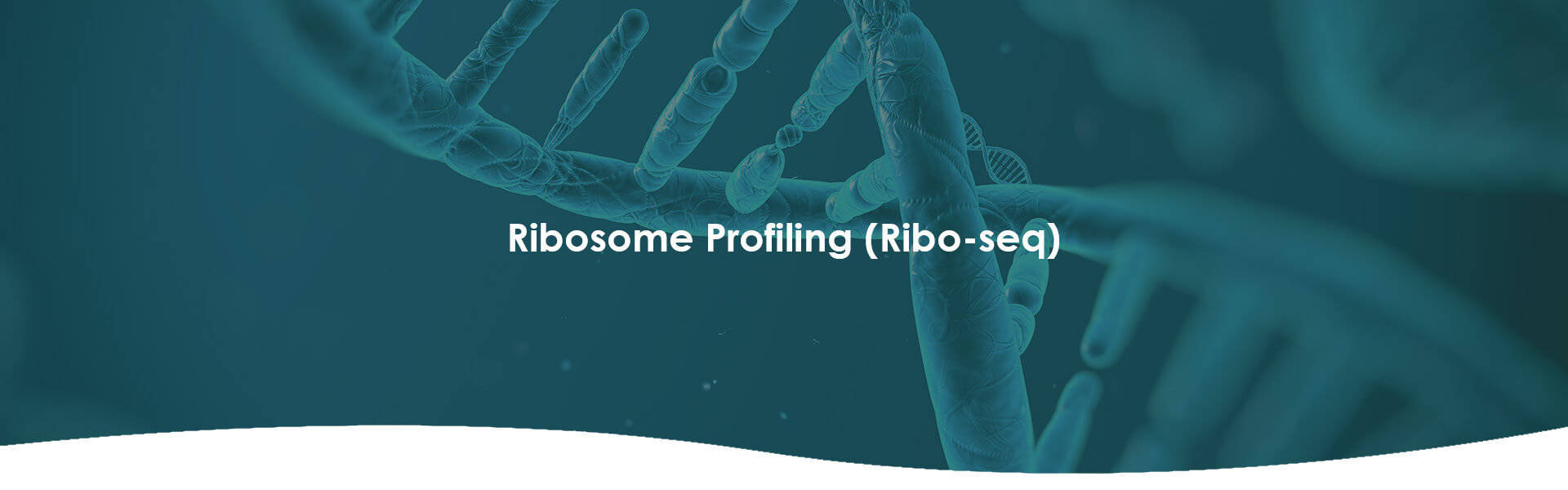 核糖体分析（Ribo-SEQ） - CD基因组学 - 欧宝娱乐官方网站