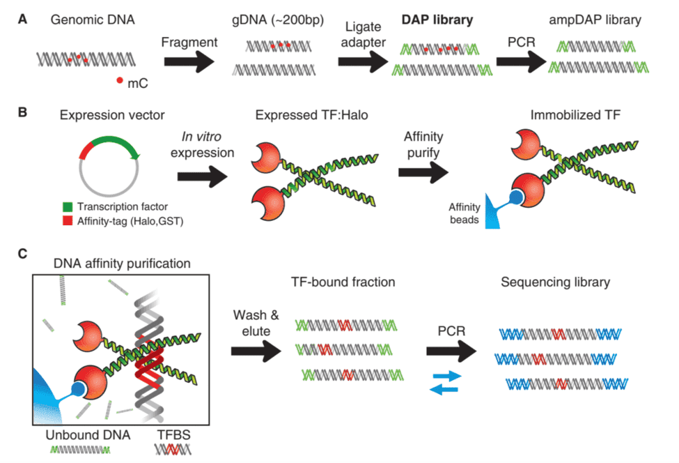 DAP-SEQ - CD基因组学 - 欧宝娱乐官方网站